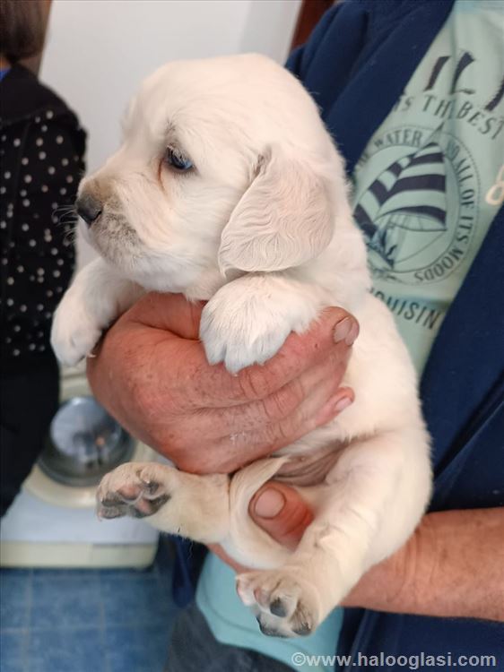 Zlatni retriver, štene | Halo Oglasi