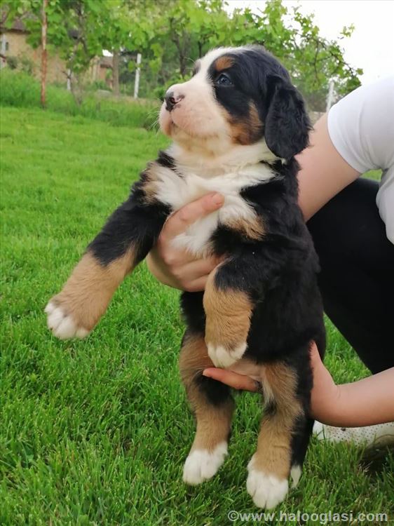 Bernski pastirski pas, štene | Halo Oglasi