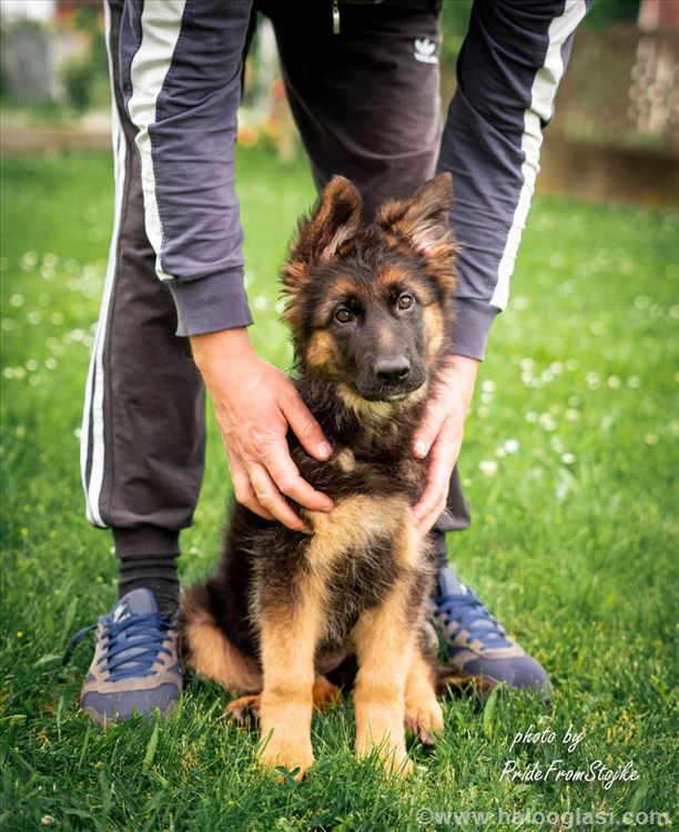 Nemački ovčar dugodlaki štenci | Halo Oglasi