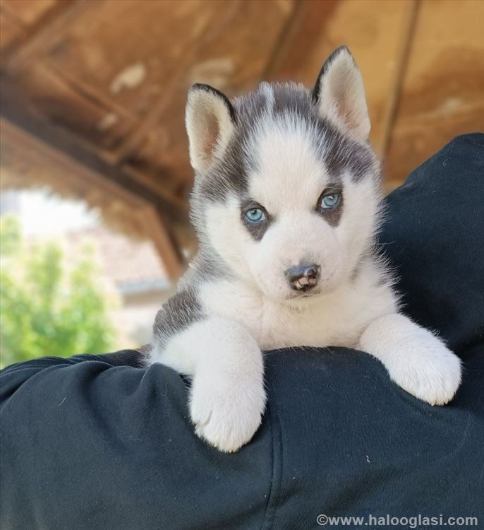 Sibirski haski , plavooko štene | Halo Oglasi
