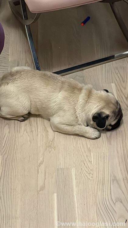 Mops, mlad pas | Halo Oglasi