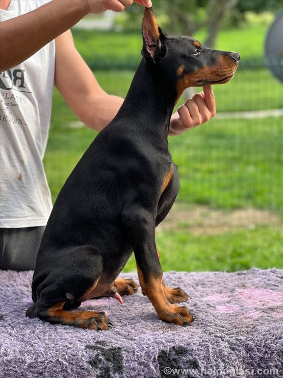 Doberman , štene | Halo Oglasi