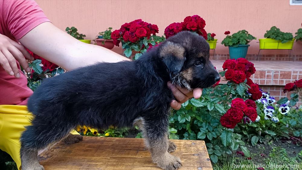 Nemački ovčar, štene | Halo Oglasi