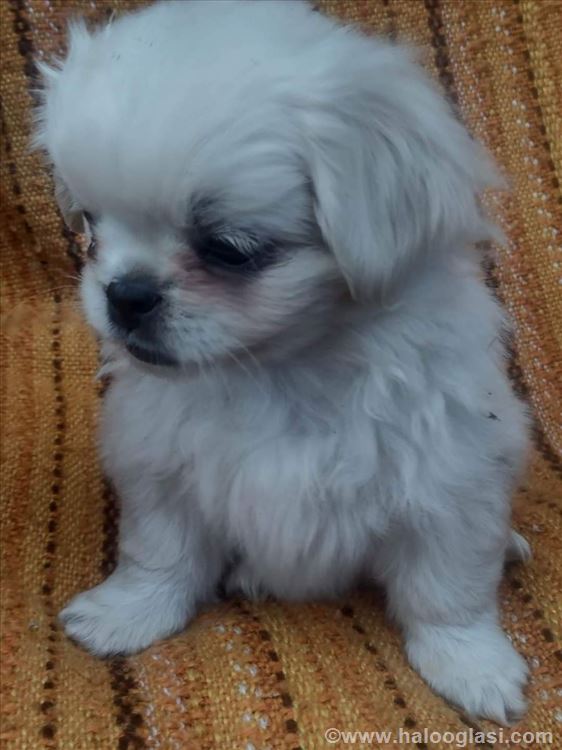 Pekinezer, štene | Halo Oglasi