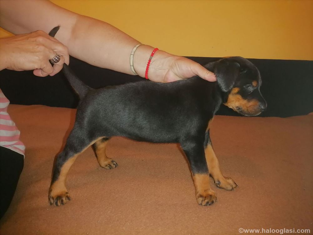 Doberman , štene | Halo Oglasi