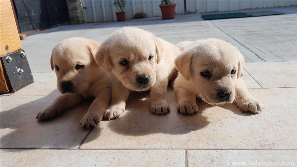 Na prodaju Labrador štenci | Halo Oglasi