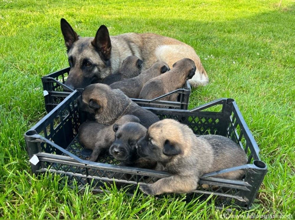 Belgijski ovčar, Malinoa štenci | Halo Oglasi