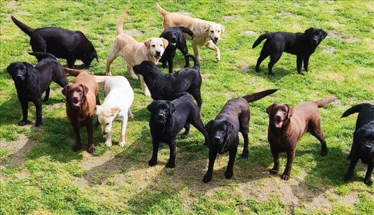 Prodaja pasa i psi na poklon Labrador retriver | Halo oglasi