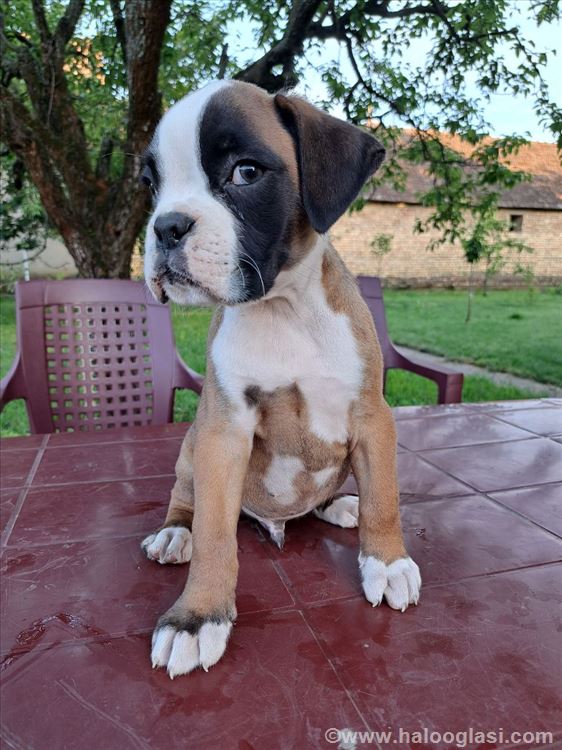 Nemački bokseri štenci | Halo Oglasi