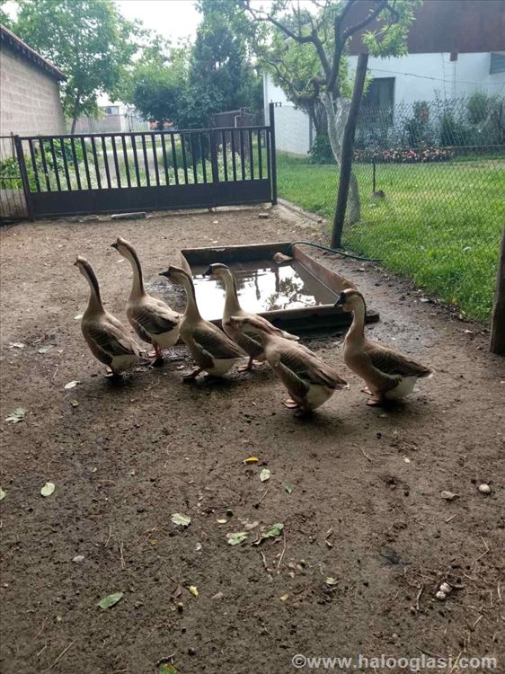 Domace Guske | Halo Oglasi