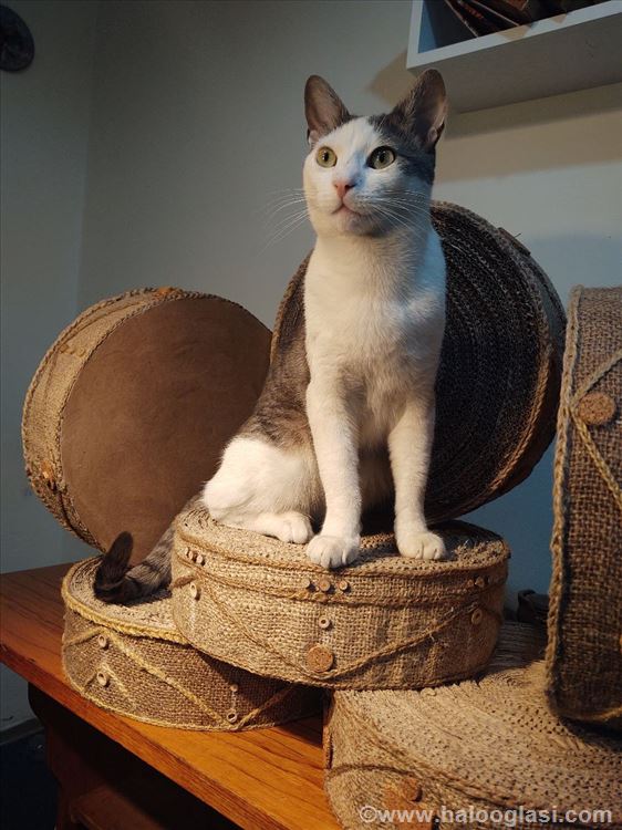 Grebalica za mace | Halo Oglasi