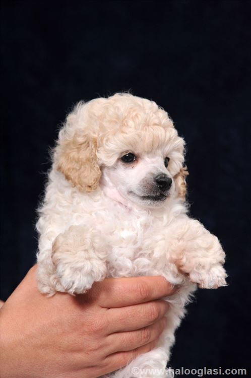 Pudla bela mini/toj, štene | Halo Oglasi