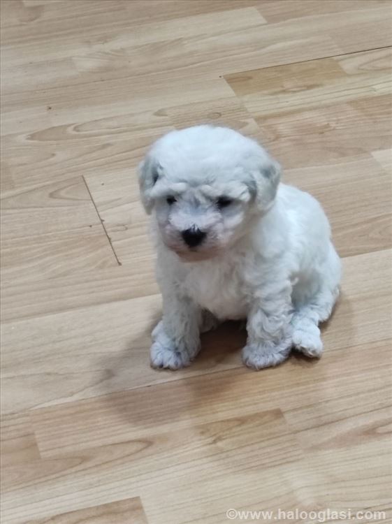 Kovrdžavi bišon, štene | Halo Oglasi