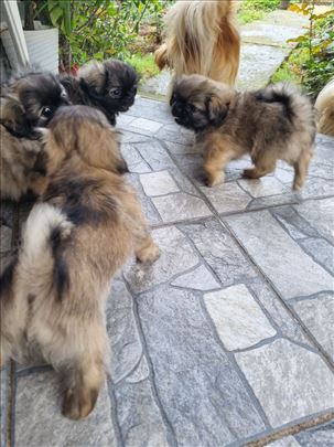 Prodaja pasa i psi na poklon Pekinezer | Halo oglasi