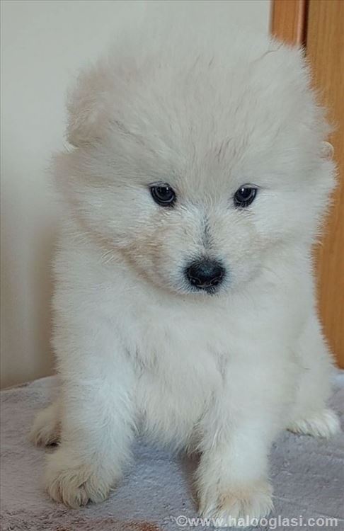 Samojed, štene | Halo Oglasi