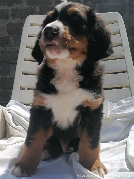 Bernski pastirski pas, štene | Halo Oglasi