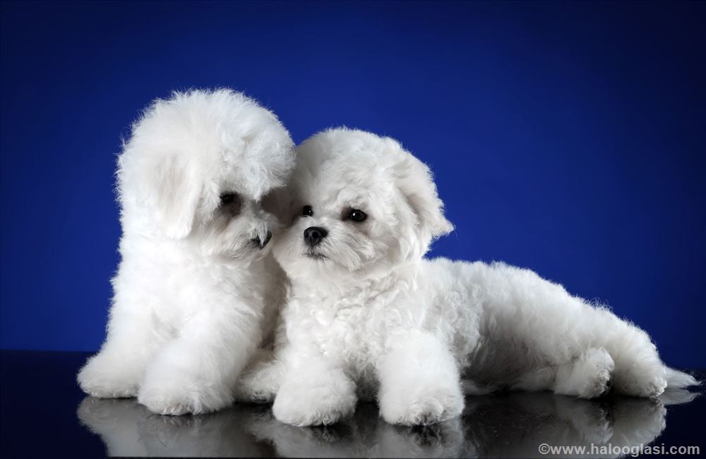 Kovrdžavi bišon, štene | Halo Oglasi