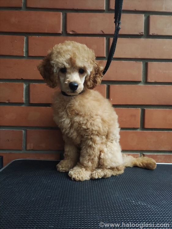 Vrhunsko štene pudle | Halo Oglasi
