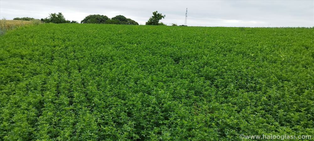 Balirana detelina - lucerka - Hitno | Halo Oglasi