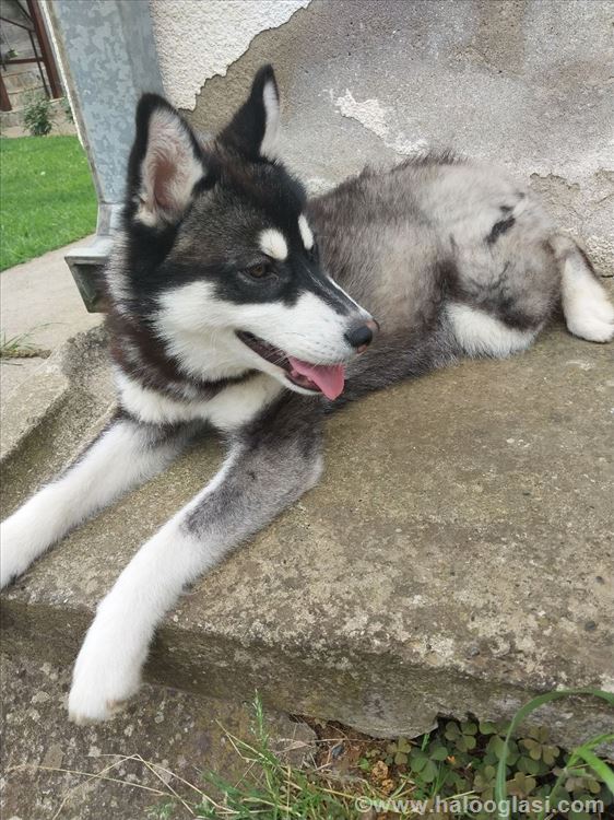 Sibirski haski , žensko štene na prodaju | Halo Oglasi