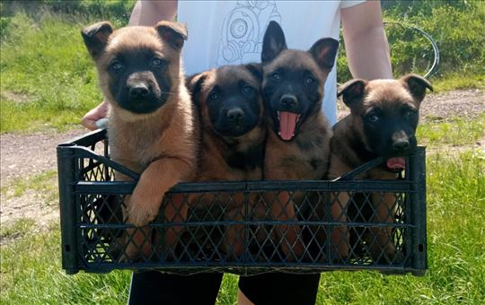 Prodaja pasa i psi na poklon Malinoa, Belgijski ovčar | Halo oglasi