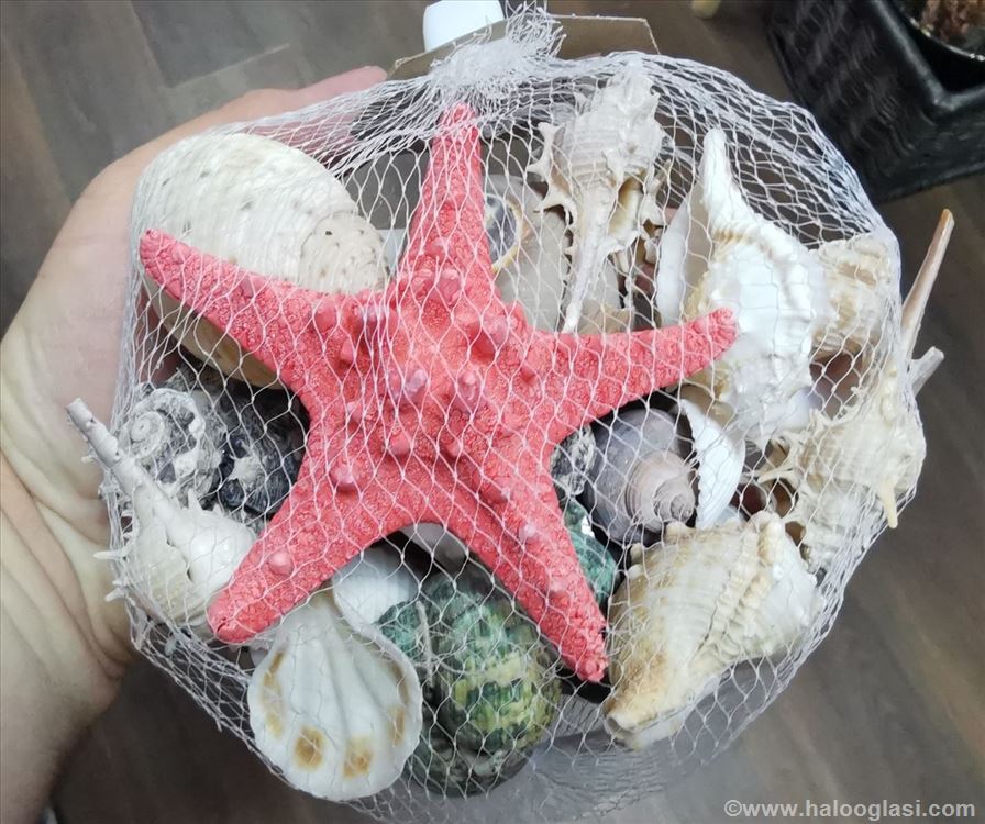 Školjke i morske zvezde | Halo Oglasi