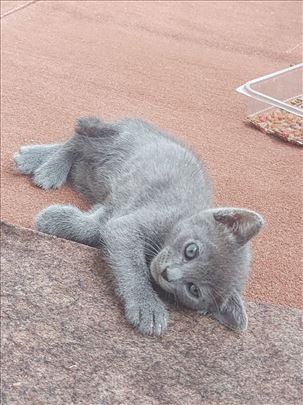 Prodaja mačaka i mačke na poklon Ruska plava mačka | Halo oglasi