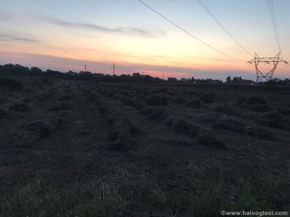 Detelina lucerka - balirana Hitno! | Halo Oglasi