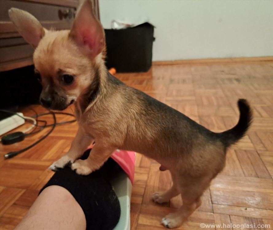 Hitno! Na prodaju stenad čivave | Halo Oglasi