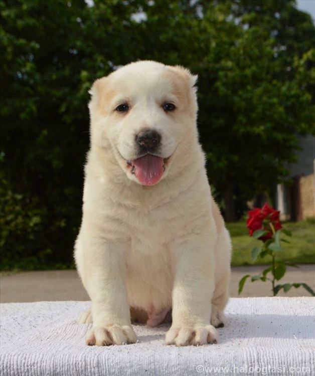 Srednjeazijski ovčar, štene | Halo Oglasi