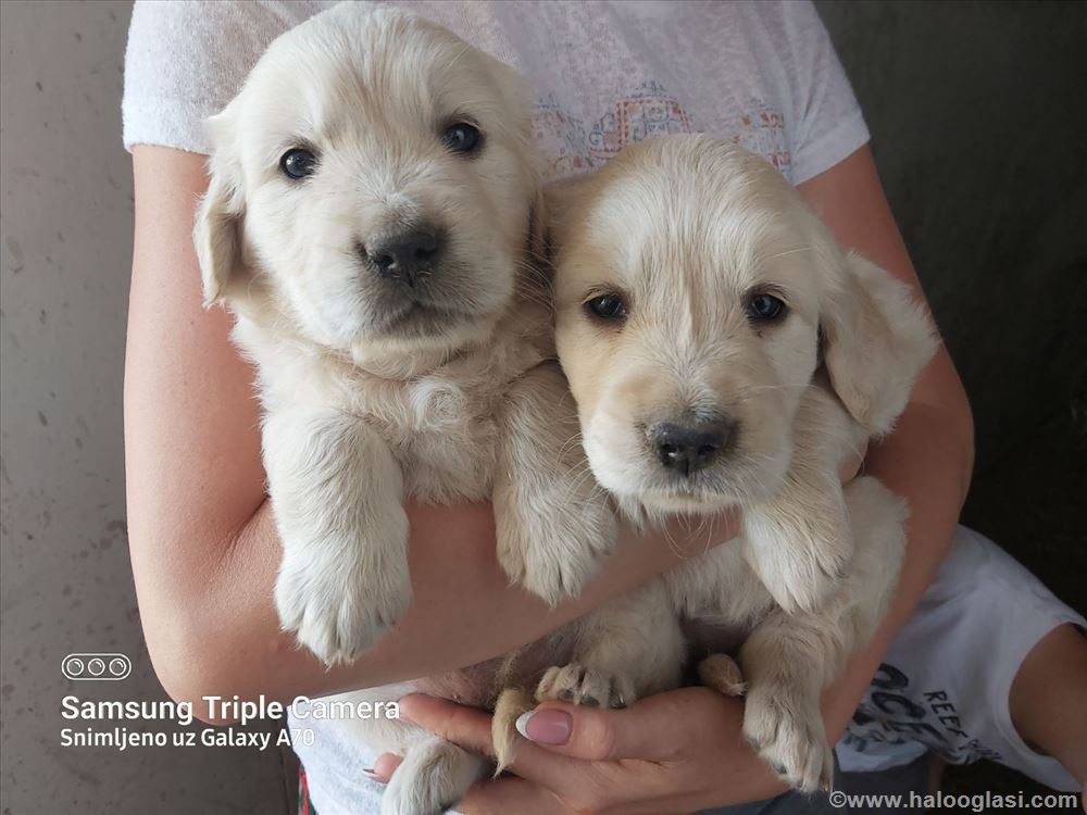 Zlatni retriver, štene | Halo Oglasi