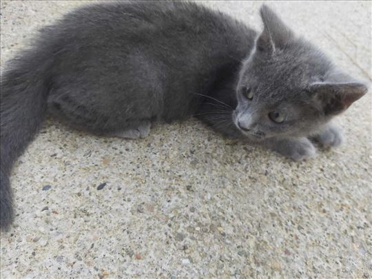 Prodaja mačaka i mačke na poklon Ruska plava mačka | Halo oglasi