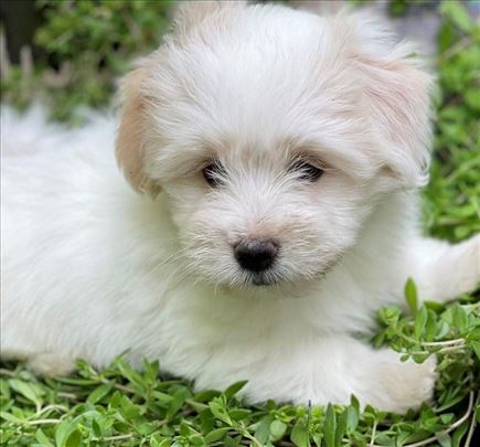 Prodaja pasa i psi na poklon Tulearski pas | Halo oglasi