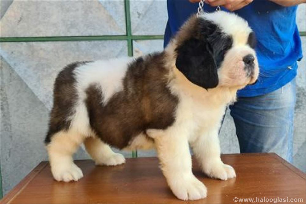 Bernardinac, štene | Halo Oglasi