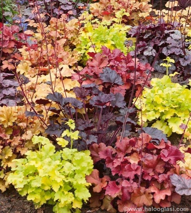 Hojhere mix 5kom | Halo Oglasi