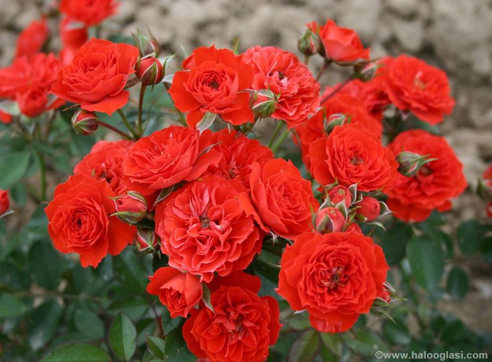 Patuljasta ruza crvena | Halo Oglasi