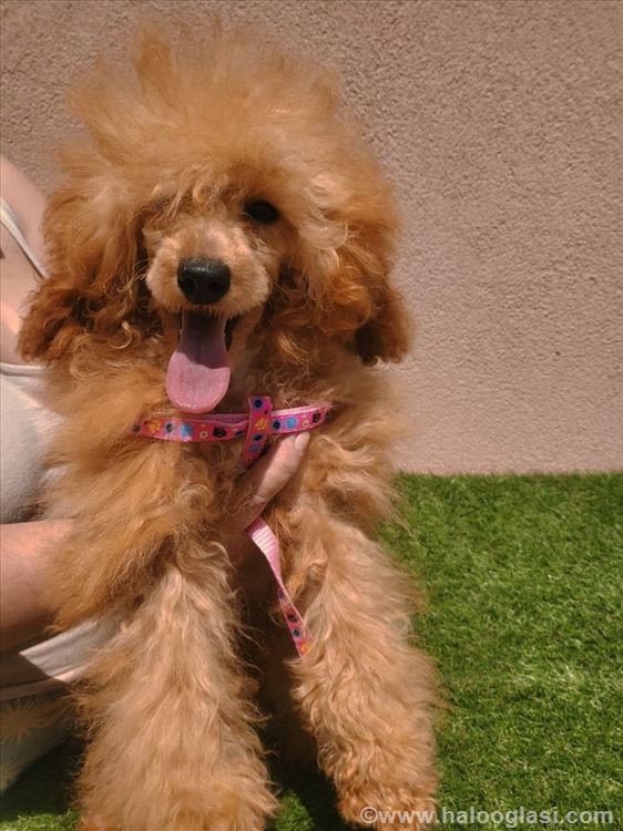 Toy Pudla, štene | Halo Oglasi