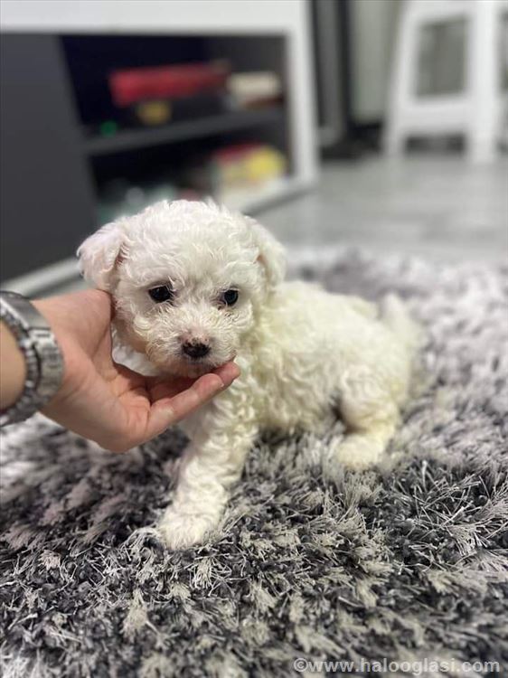 Kovrdžavi bišon, štene | Halo Oglasi