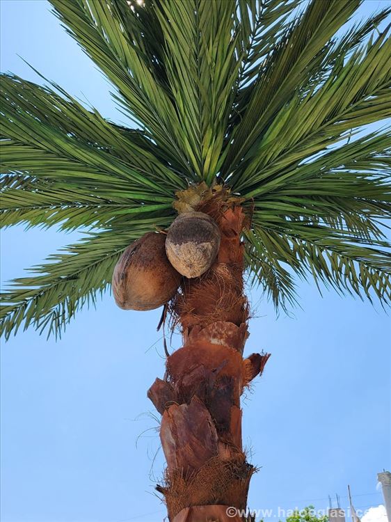 Palme po zelji, prirodni list I kora | Halo Oglasi