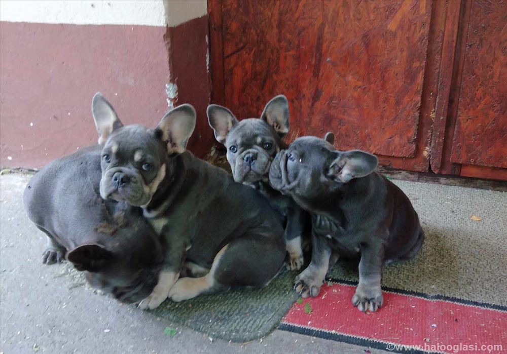 Plavi Francuski buldog | Halo Oglasi