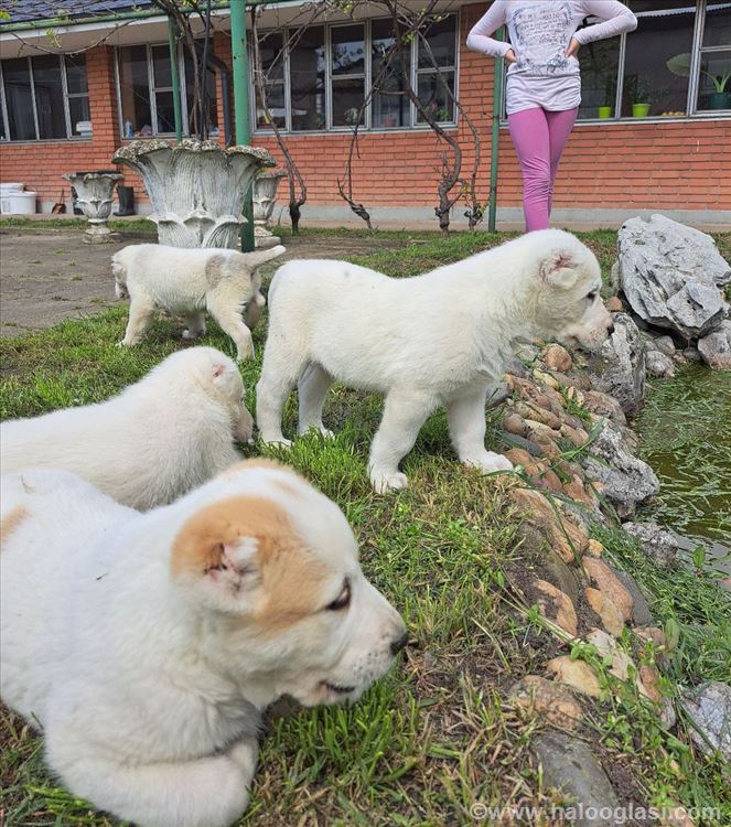 Srednjeazijski ovčar, štene | Halo Oglasi