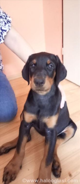 Doberman , štene | Halo Oglasi