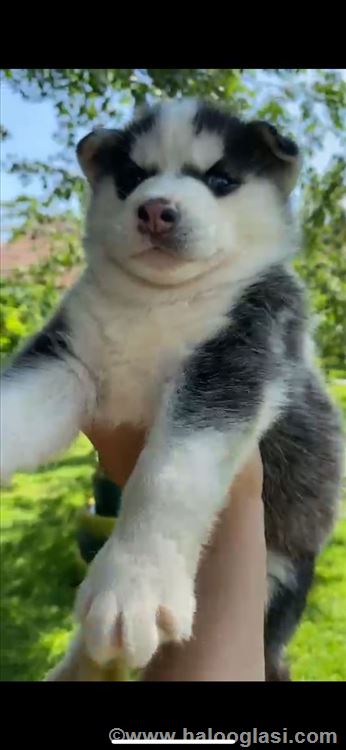 Sibirski haski, štene | Halo Oglasi