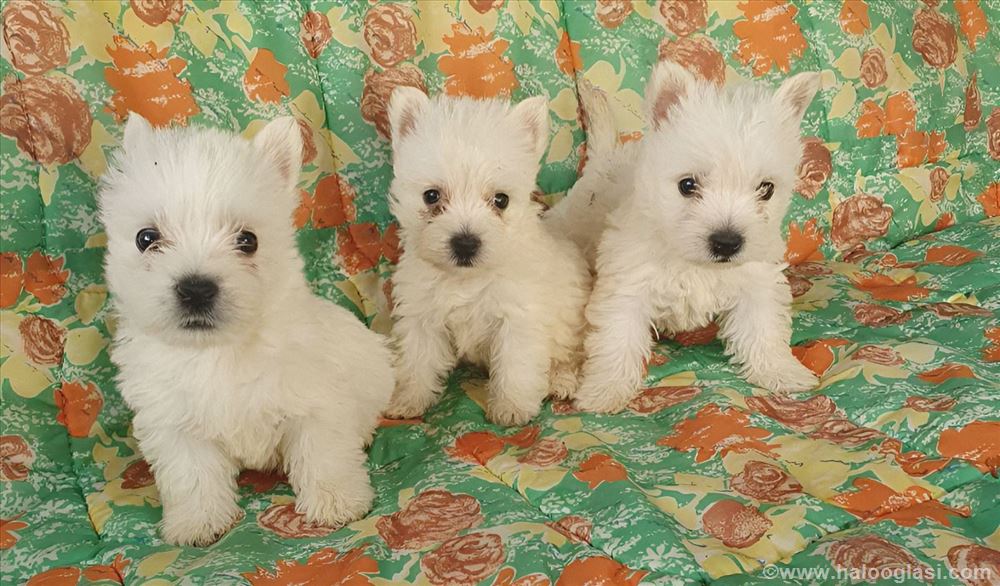 Zapadnoškotski beli terijer, štene | Halo Oglasi