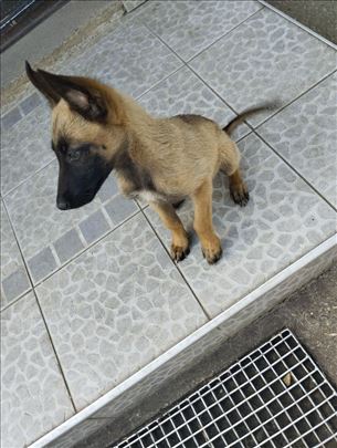 Prodaja pasa i psi na poklon Malinoa, Belgijski ovčar | Halo oglasi