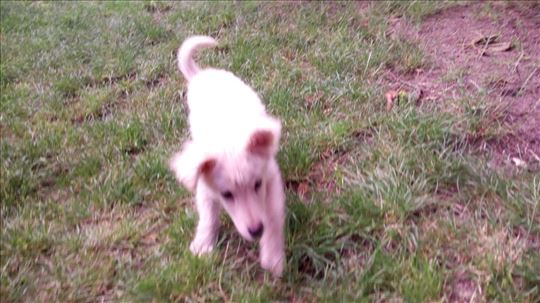 Rezultati pretrage | Halo oglasi