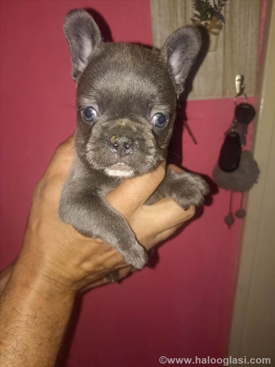 Francuski buldog, štene plavi i druge boje | Halo Oglasi