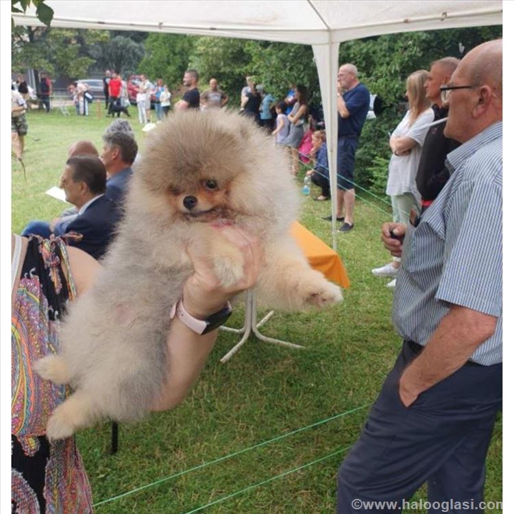Neodoljiv decak | Halo Oglasi
