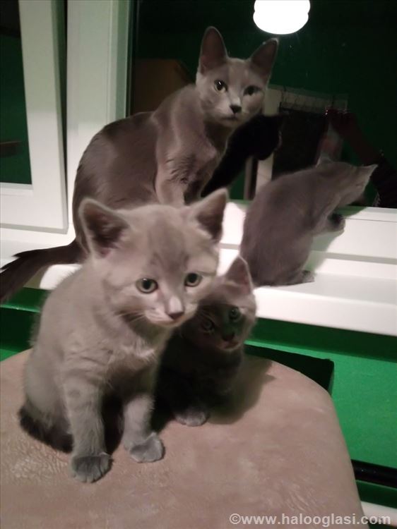 Ruska plava, mače | Halo Oglasi