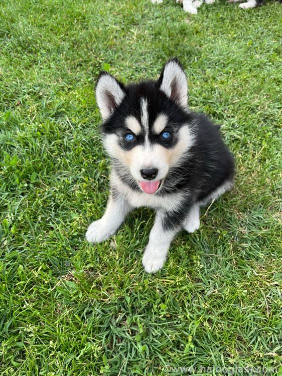 Sibirski haski, štene | Halo Oglasi